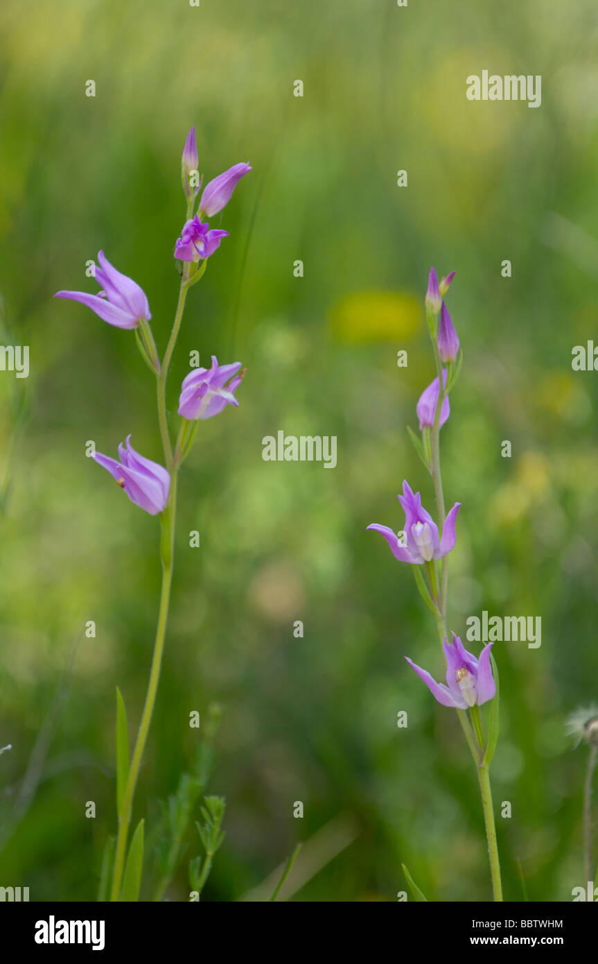 Red Helleborine Cephalanthera rubra Photographed in France Stock Photo ...