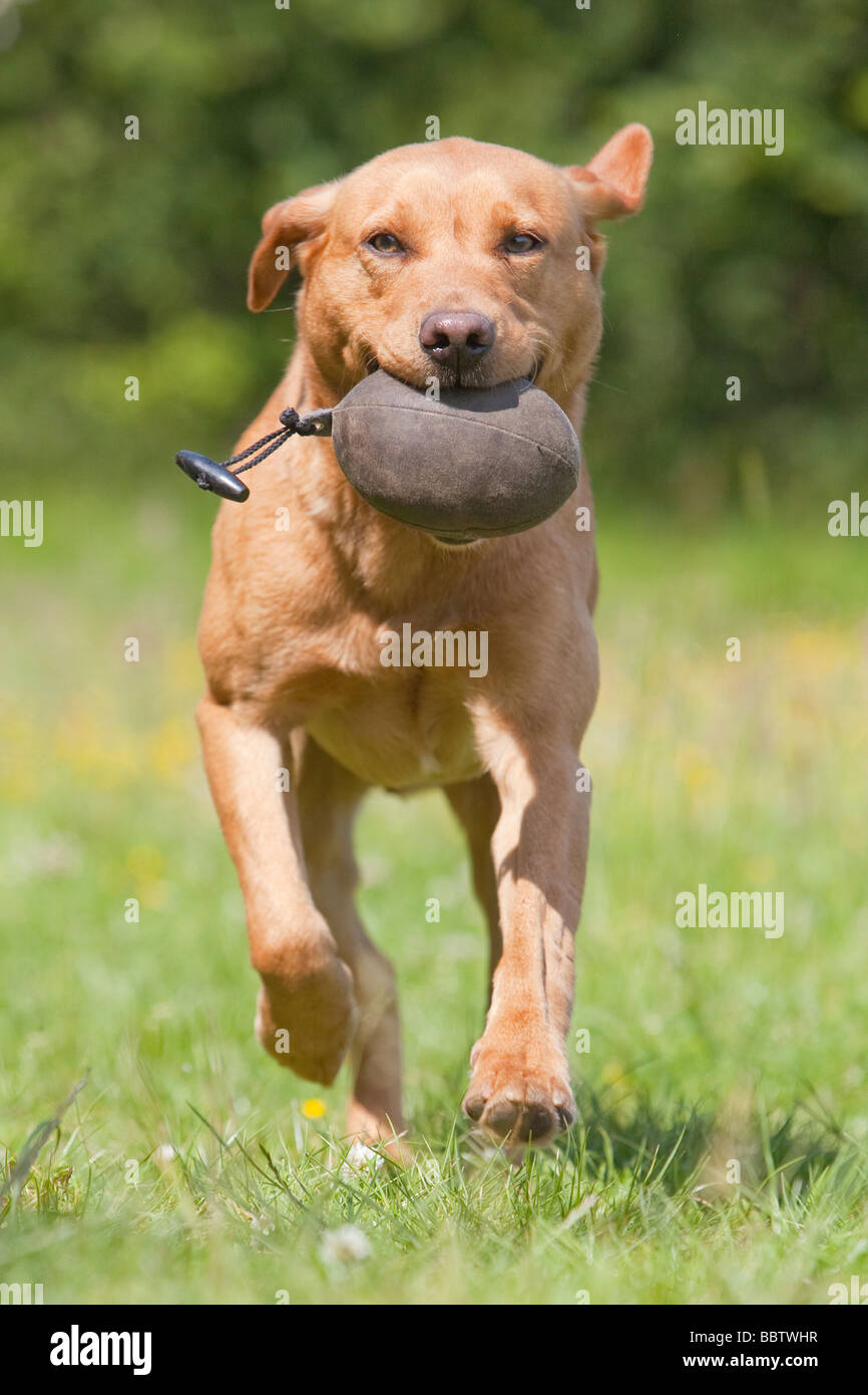 yellow labrador retriever working dog Stock Photo - Alamy