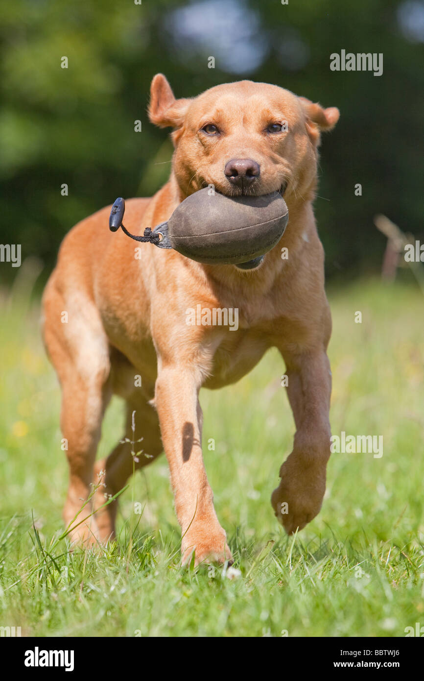 yellow labrador retriever working dog Stock Photo - Alamy