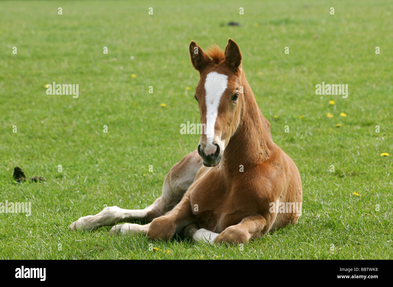 Foals hi-res stock photography and images - Alamy