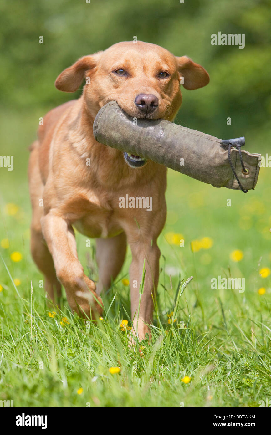 yellow labrador retriever working dog Stock Photo - Alamy