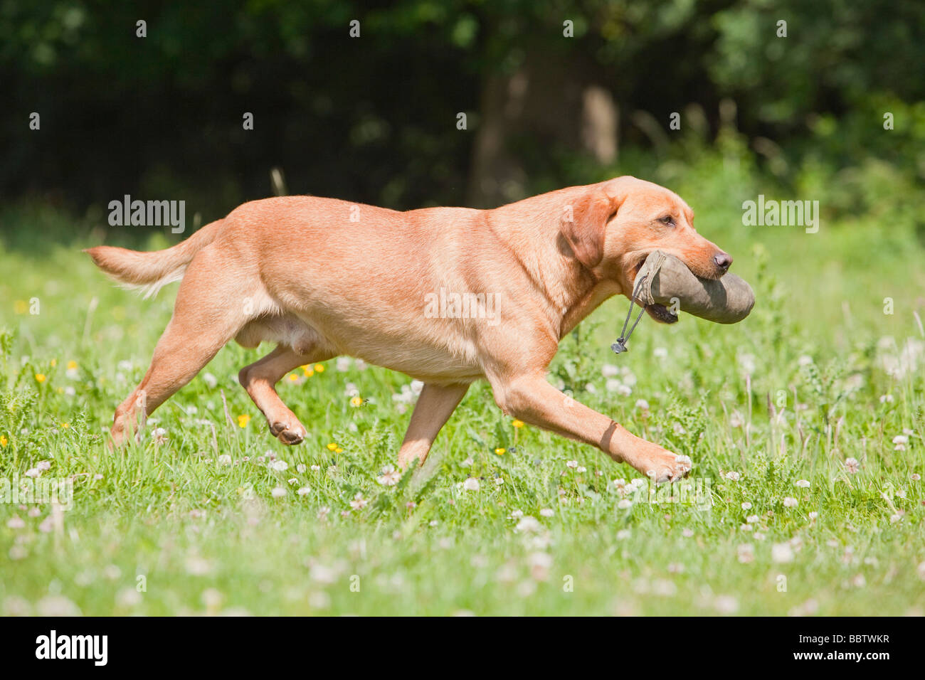 Are Labs Working Dogs
