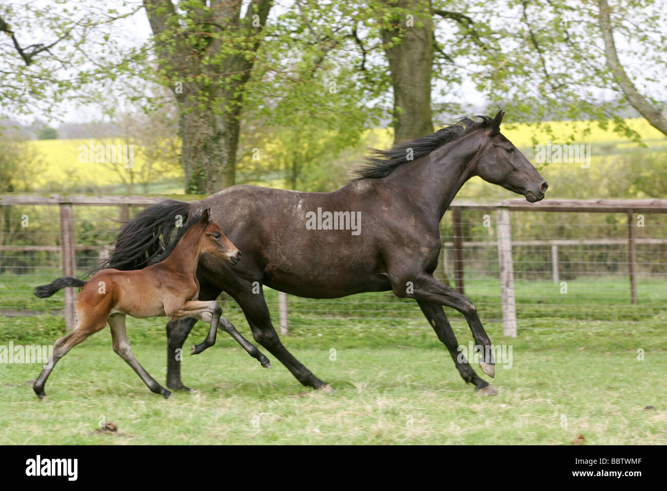mare and foal out in field Stock Photo - Alamy