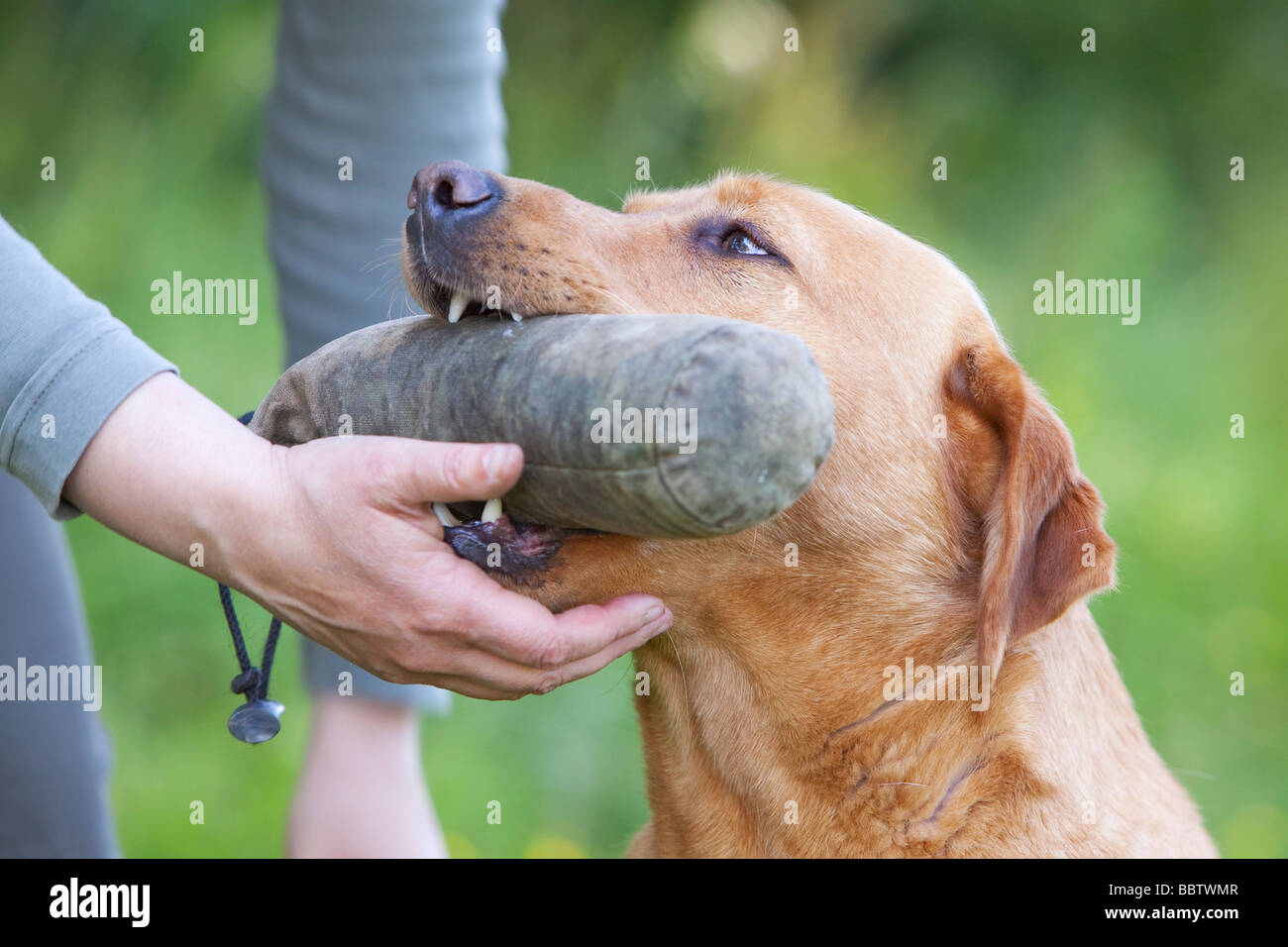 yellow labrador retriever working dog Stock Photo - Alamy