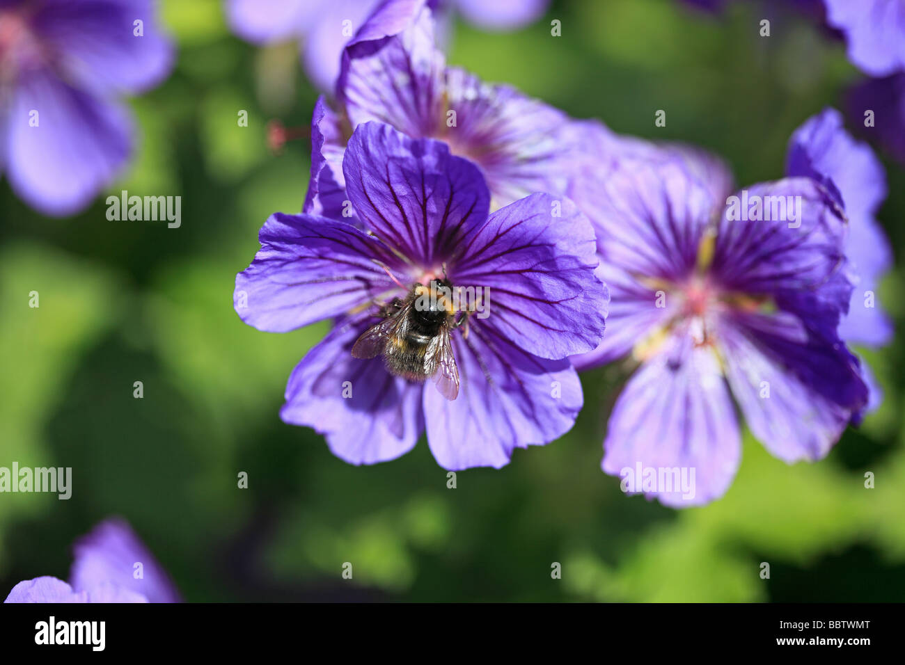 Bee strong hi-res stock photography and images - Alamy
