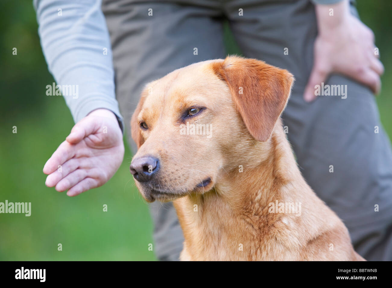 yellow labrador retriever working dog Stock Photo - Alamy