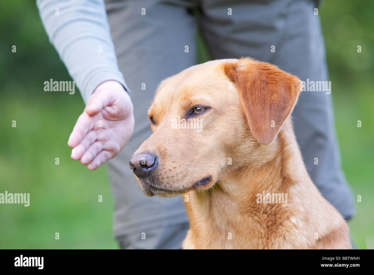 yellow labrador retriever working dog Stock Photo - Alamy