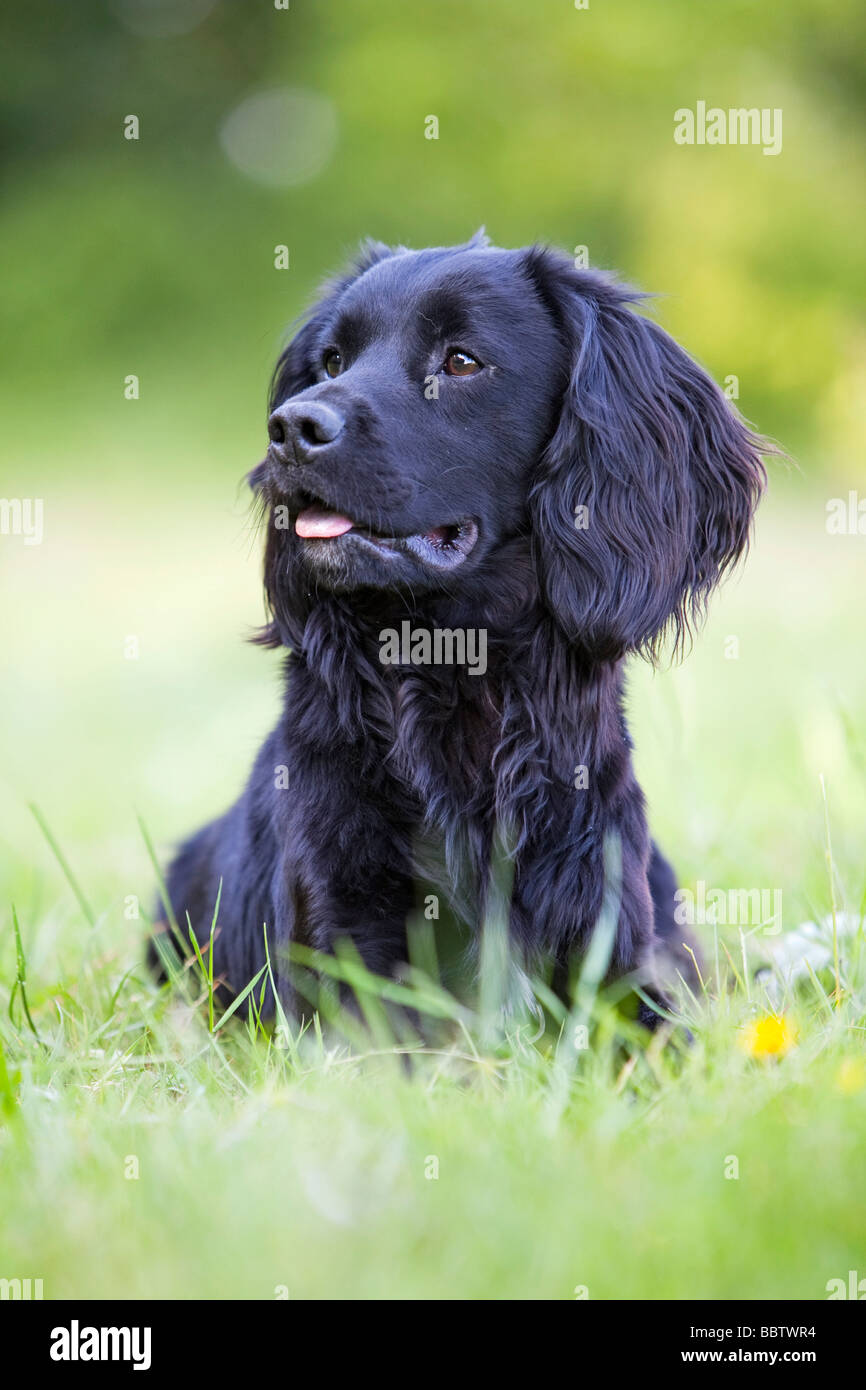 Cocker spaniel hi-res stock photography and images - Alamy