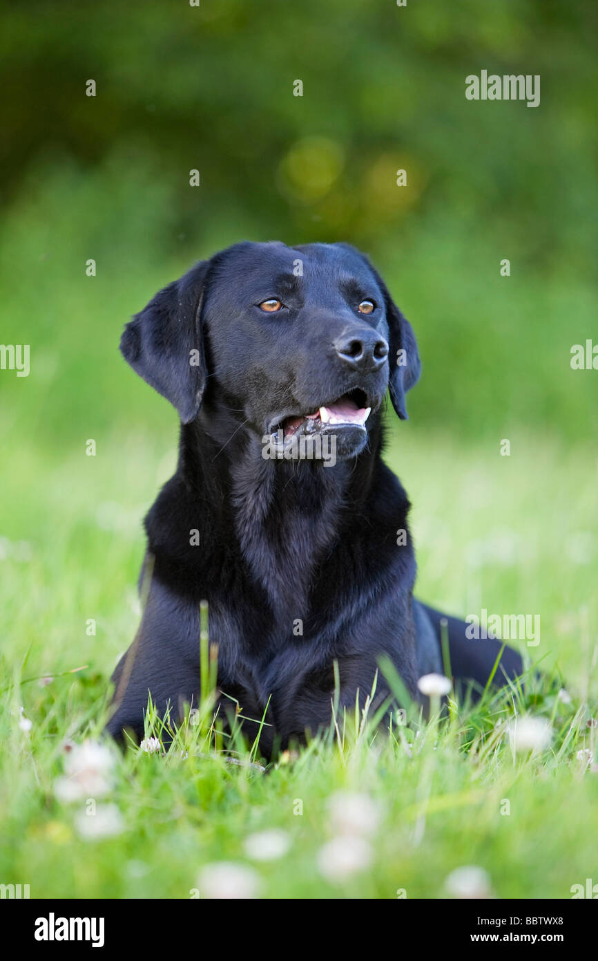Gundog black labrador hi-res stock photography and images - Alamy