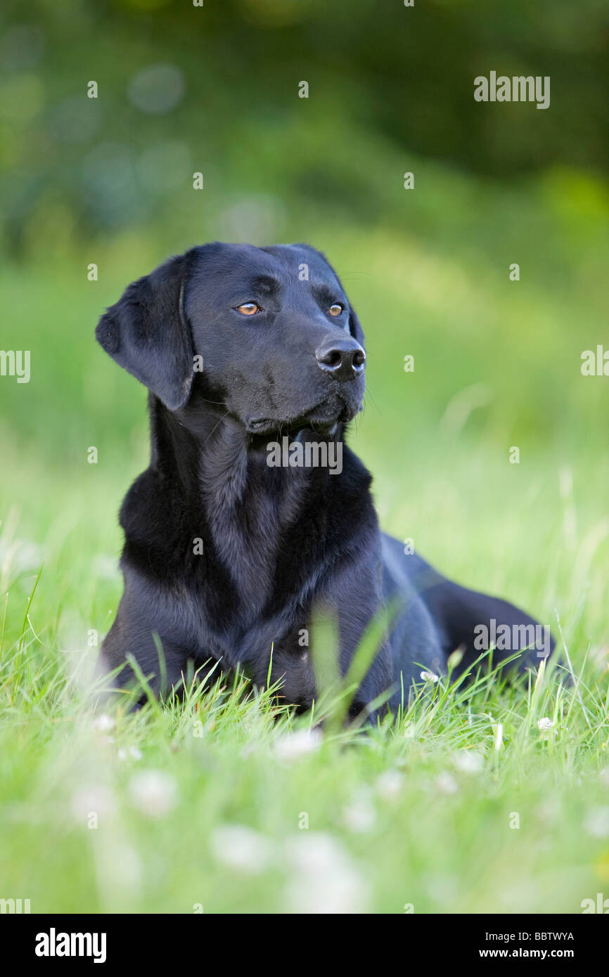 black labrador retriever working dog Stock Photo - Alamy