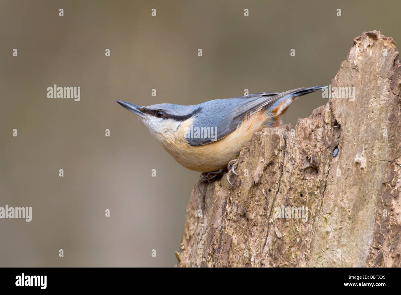 Eurasian Nuthatch (Sitta europaea Stock Photo - Alamy