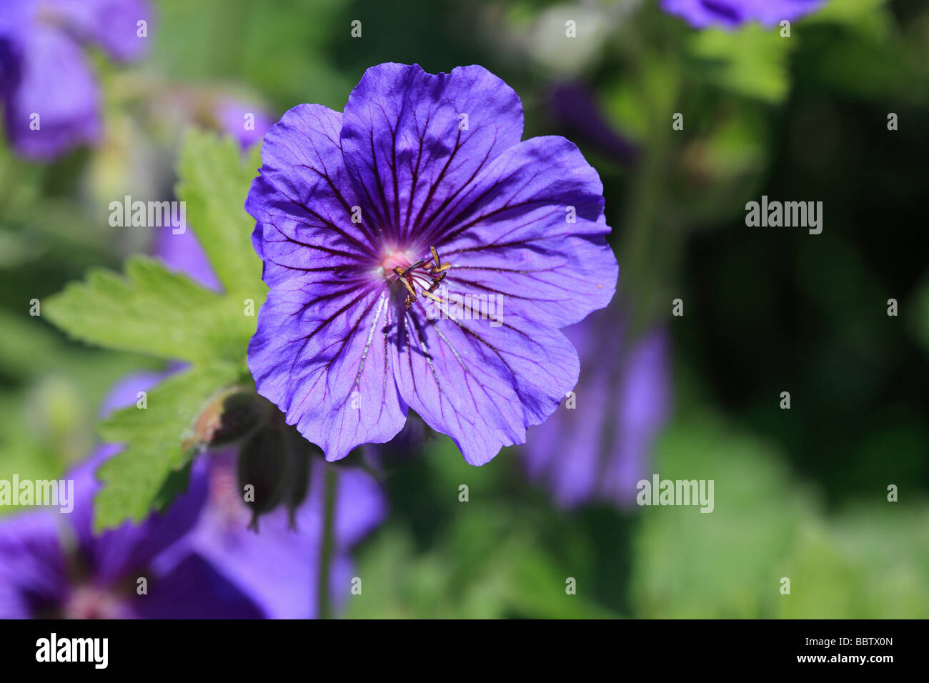 Purple geranium hi-res stock photography and images - Alamy