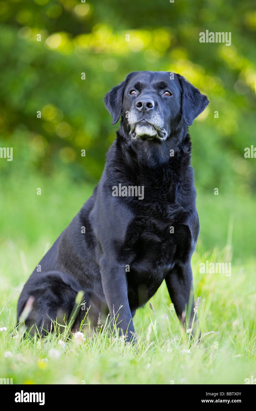black labrador retriever working dog Stock Photo - Alamy