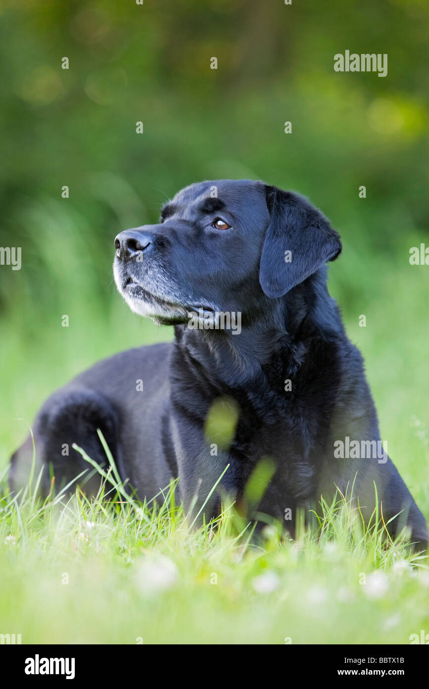Working Labrador High Resolution Stock Photography and Images - Alamy