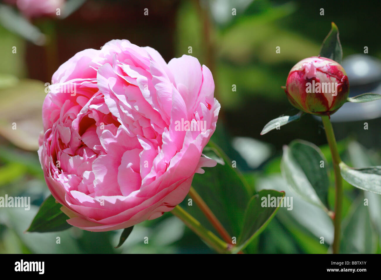 Peony hi-res stock photography and images - Alamy