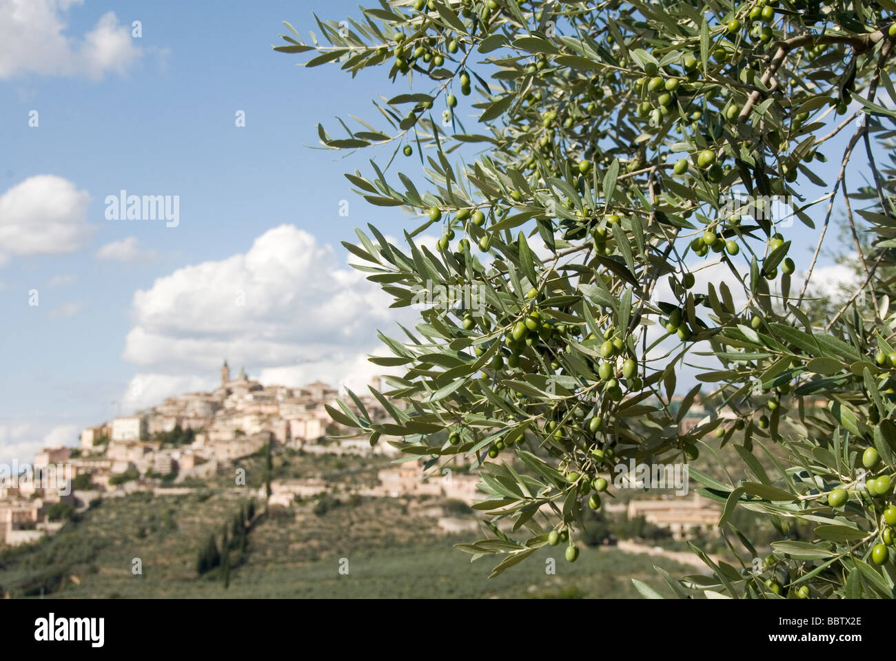 Olive tree typical of the area around Trevi in Umbria with the town in ...