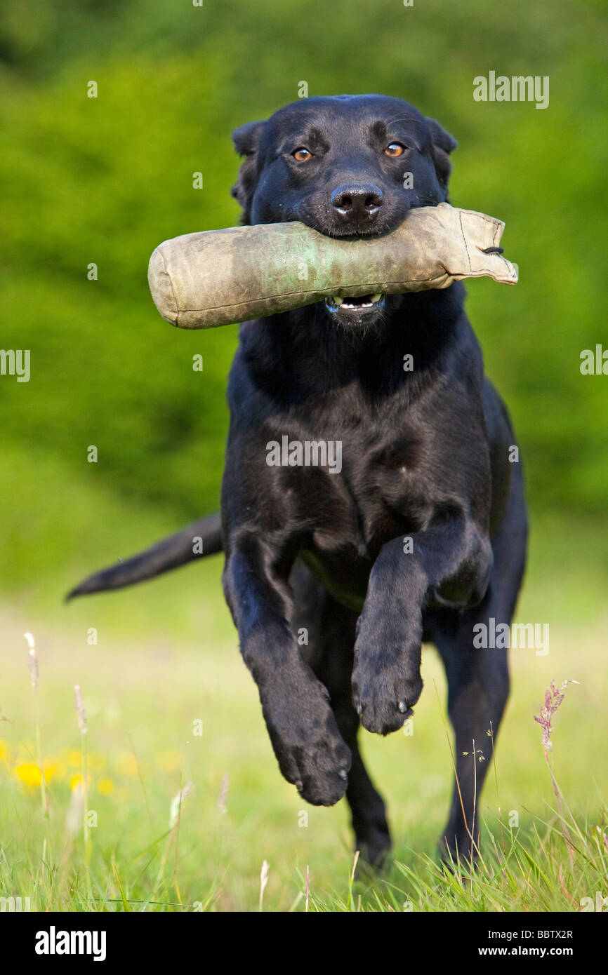 black labrador retriever working dog Stock Photo - Alamy