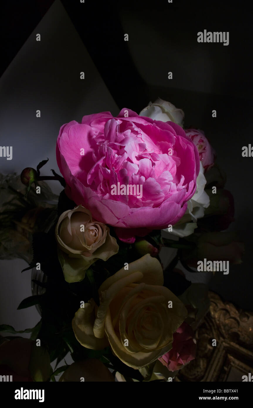 rose popping out from the darkness Stock Photo - Alamy