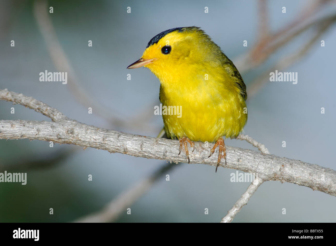 Male Wilson's warbler (Wilsonia pusilla Stock Photo - Alamy