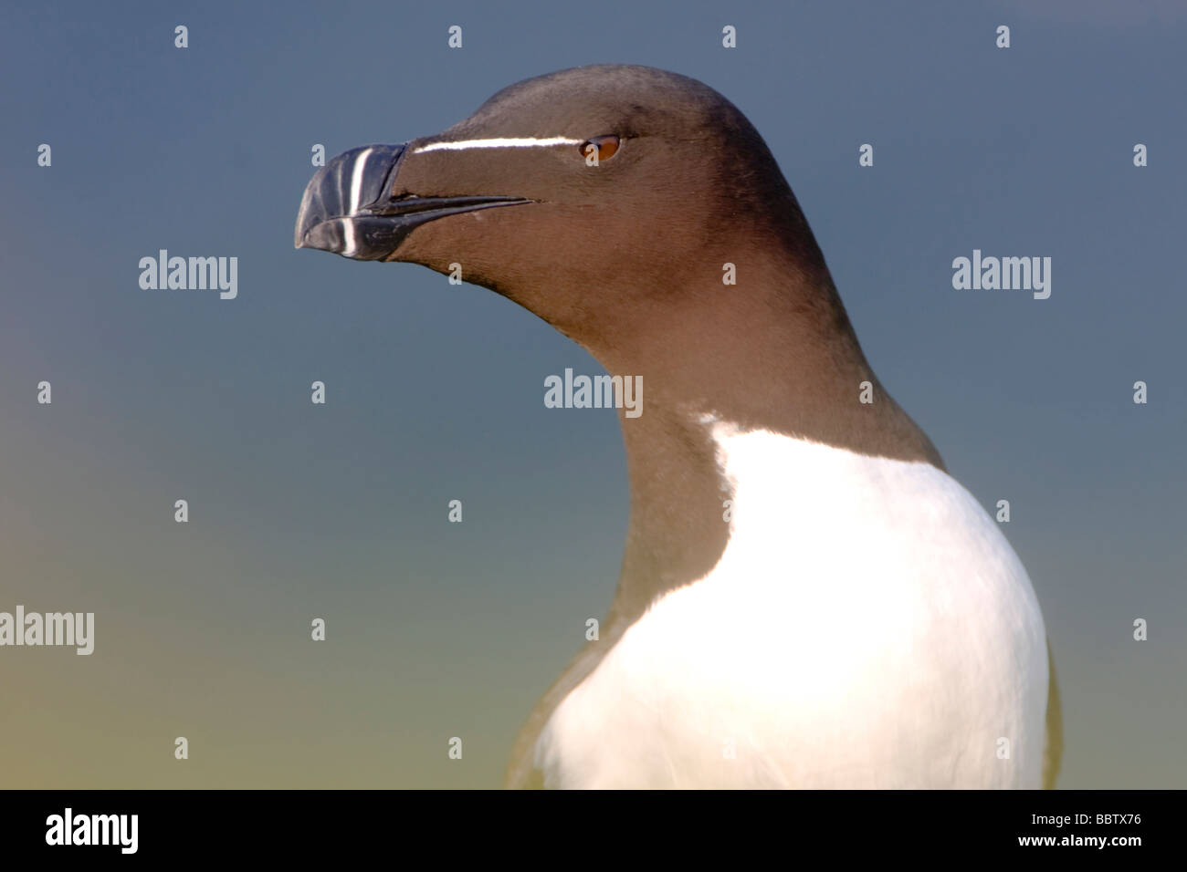 Razorbill Alca torda perched on rocks on a cliff face at RSPB Bempton ...