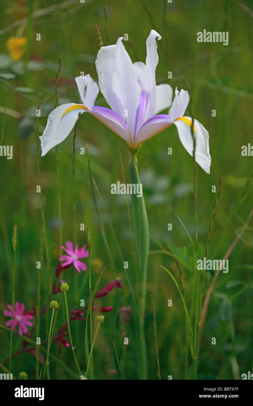 White Iris in a Colourful Wildflower meadow in Spring Stock Photo - Alamy