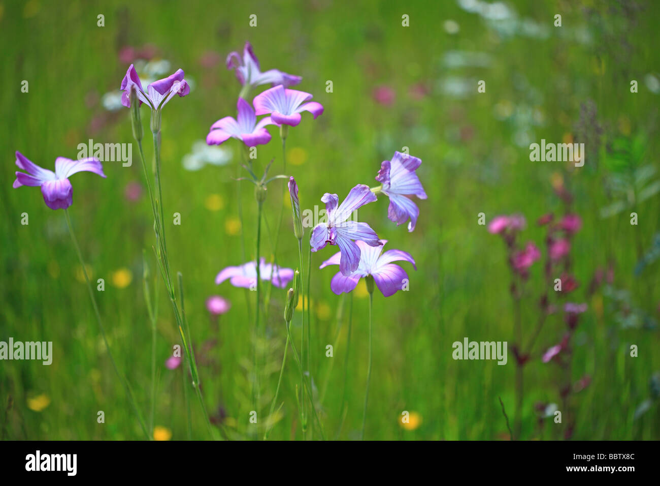 Colourful Wildflower meadow in Spring Stock Photo - Alamy