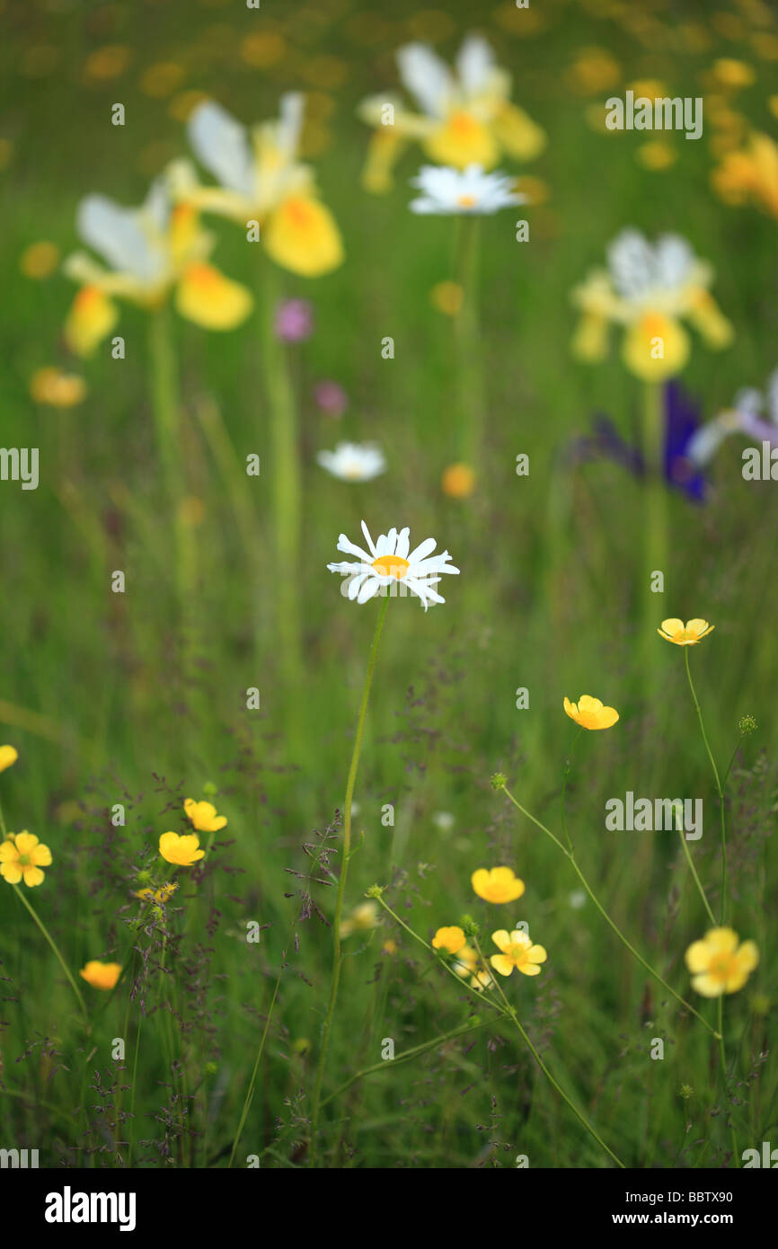 Colourful Wildflower meadow in Spring Stock Photo - Alamy