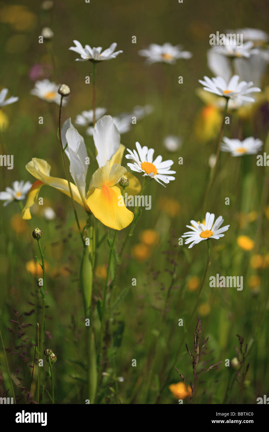 Colourful Wildflower meadow in Spring Stock Photo - Alamy