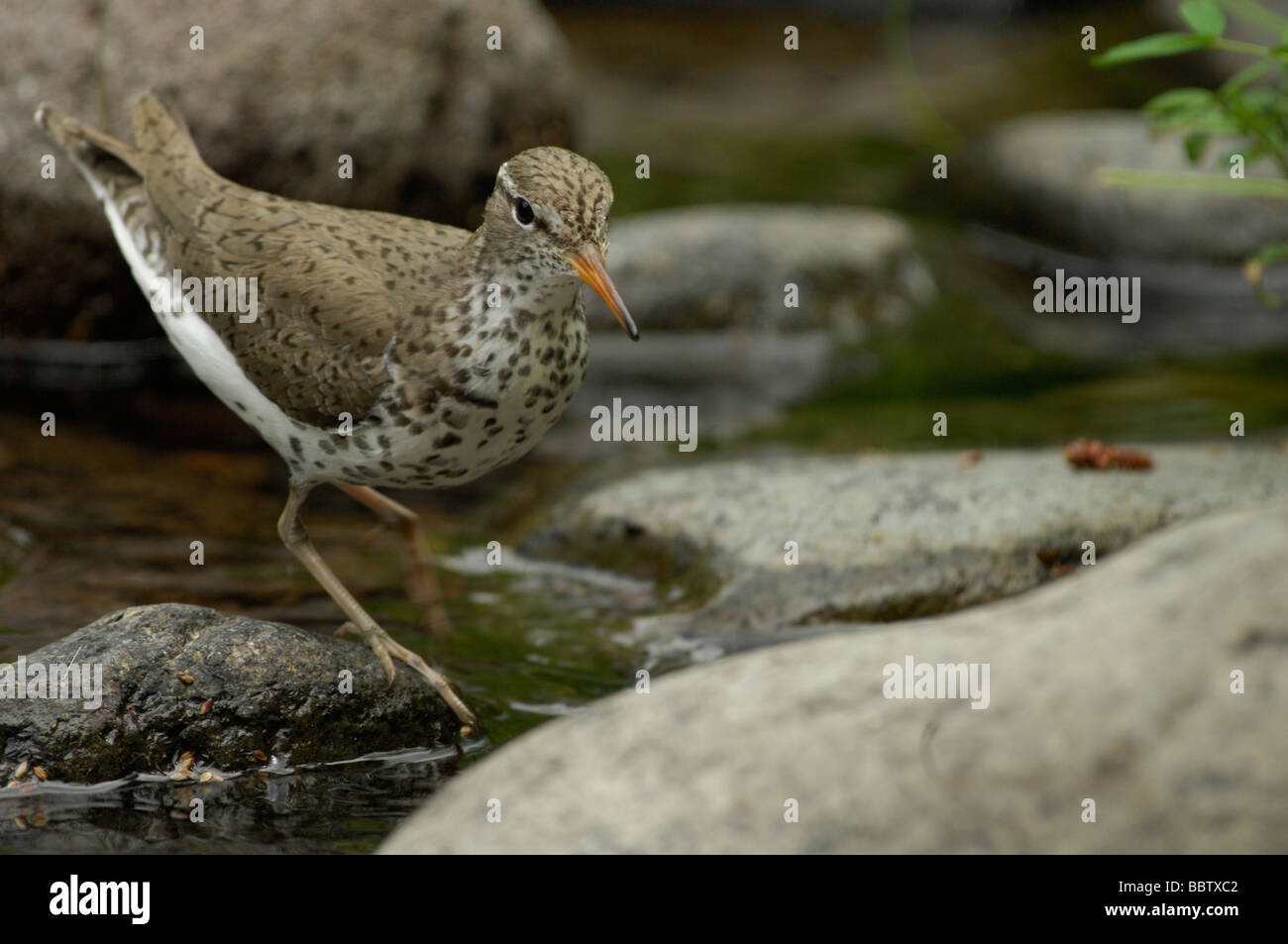 Spotted sandpiper (Actitis macularia Stock Photo - Alamy