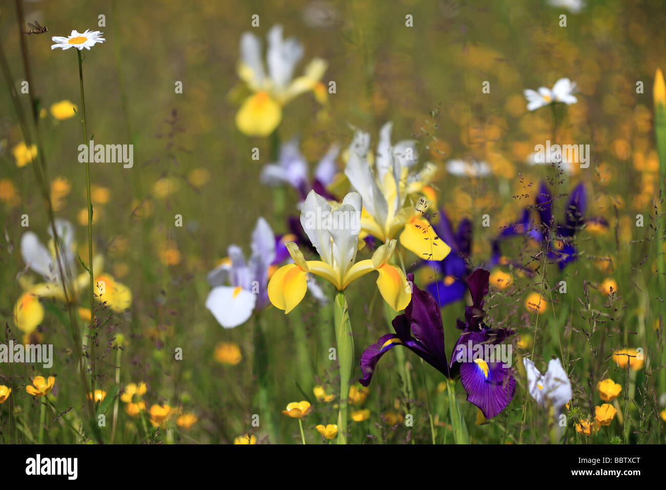 Colourful Wildflower meadow in Spring Stock Photo - Alamy