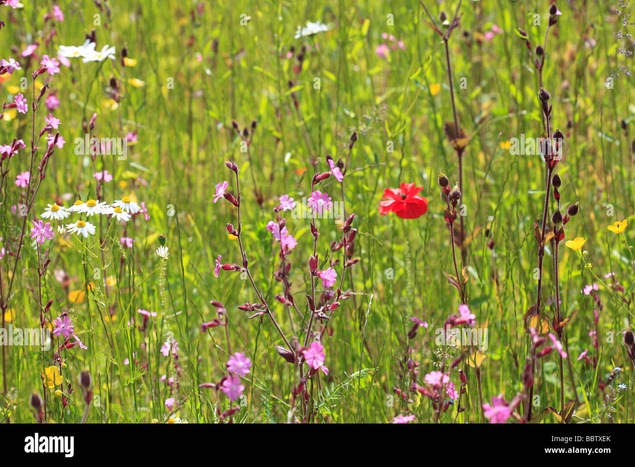 Colourful Wildflower meadow in Spring Stock Photo - Alamy