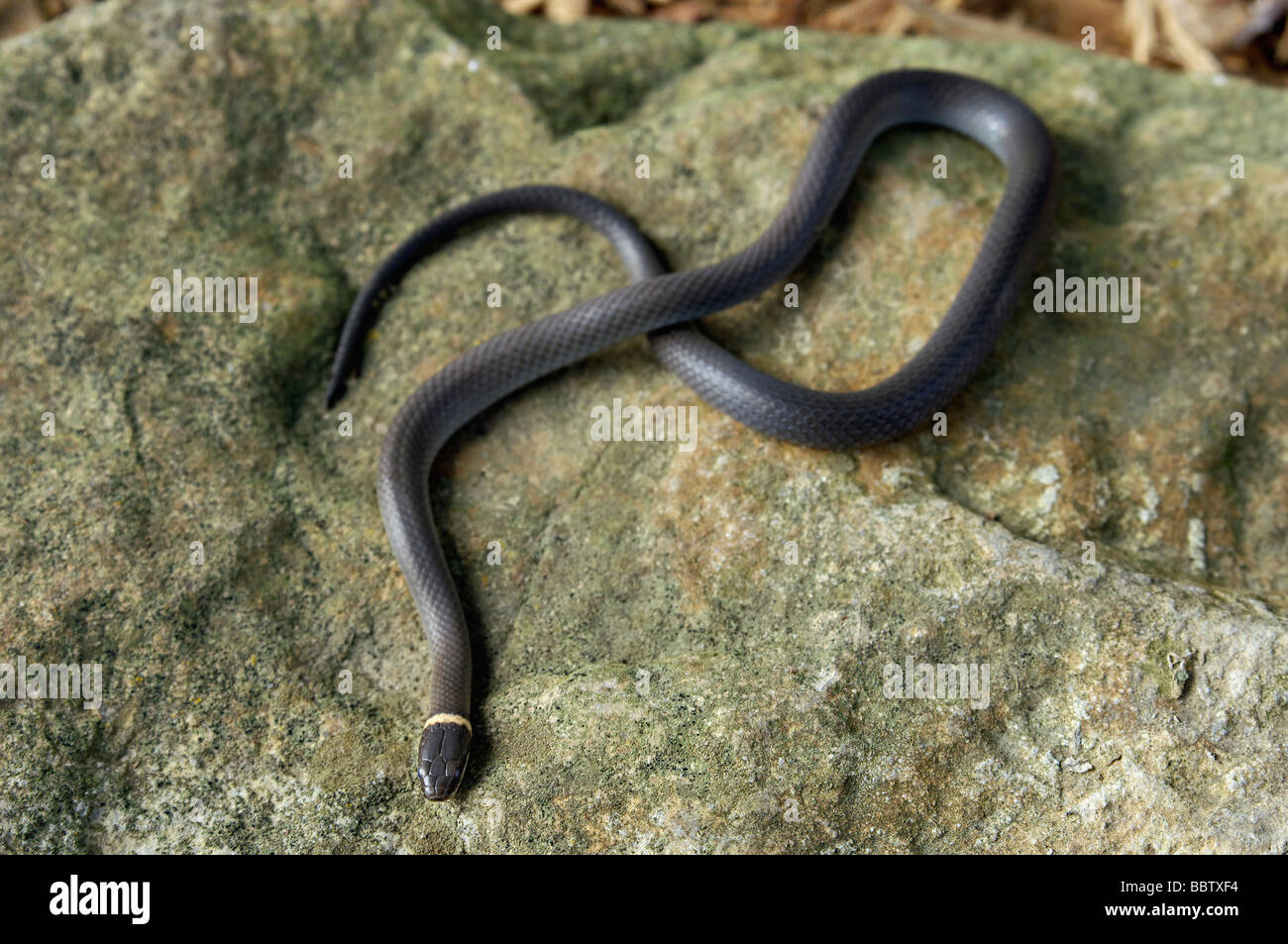 Ringnecked snake hi-res stock photography and images - Alamy