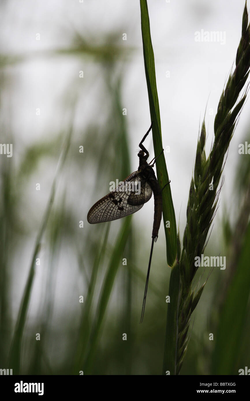Prehistoric Insects High Resolution Stock Photography and Images - Alamy