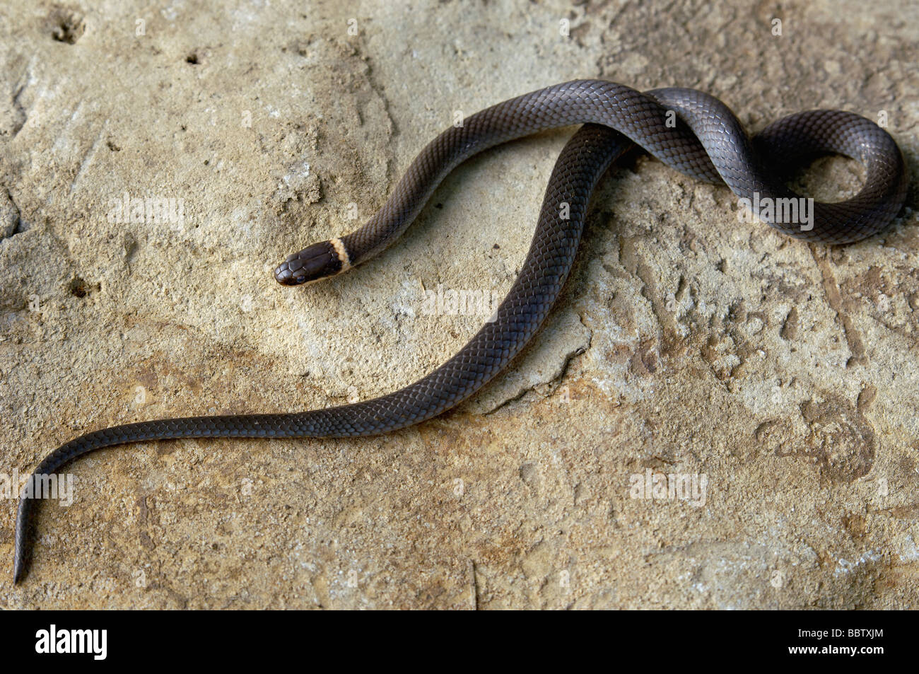 Ringnecked snake hi-res stock photography and images - Alamy