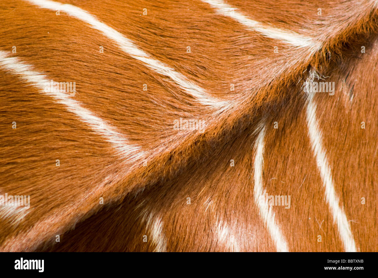 Detail of stripy fur and spine ridge of an African Kudu Stock Photo - Alamy
