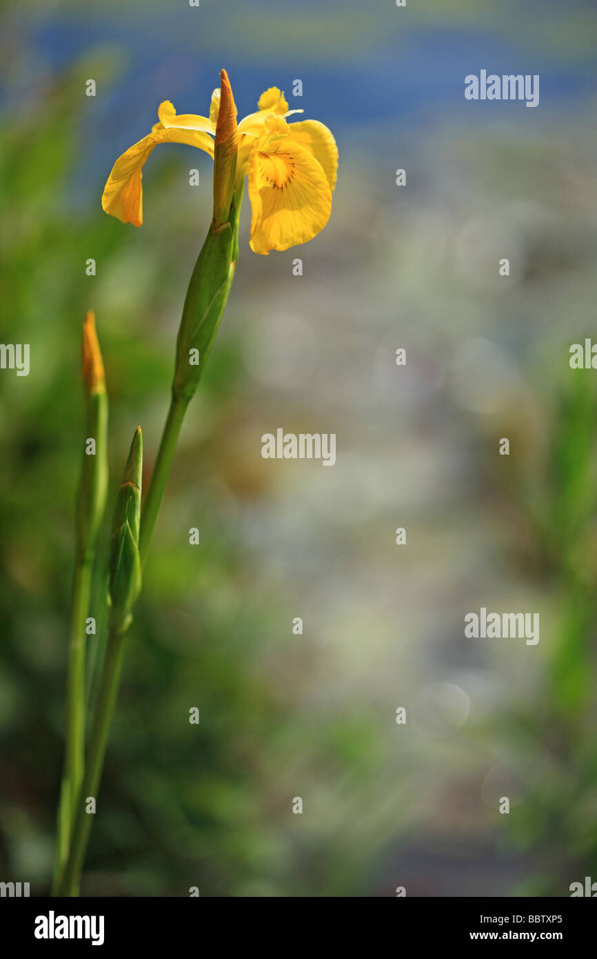 Yellow Flag Iris on a sunny spring day with a blurred pond in the ...
