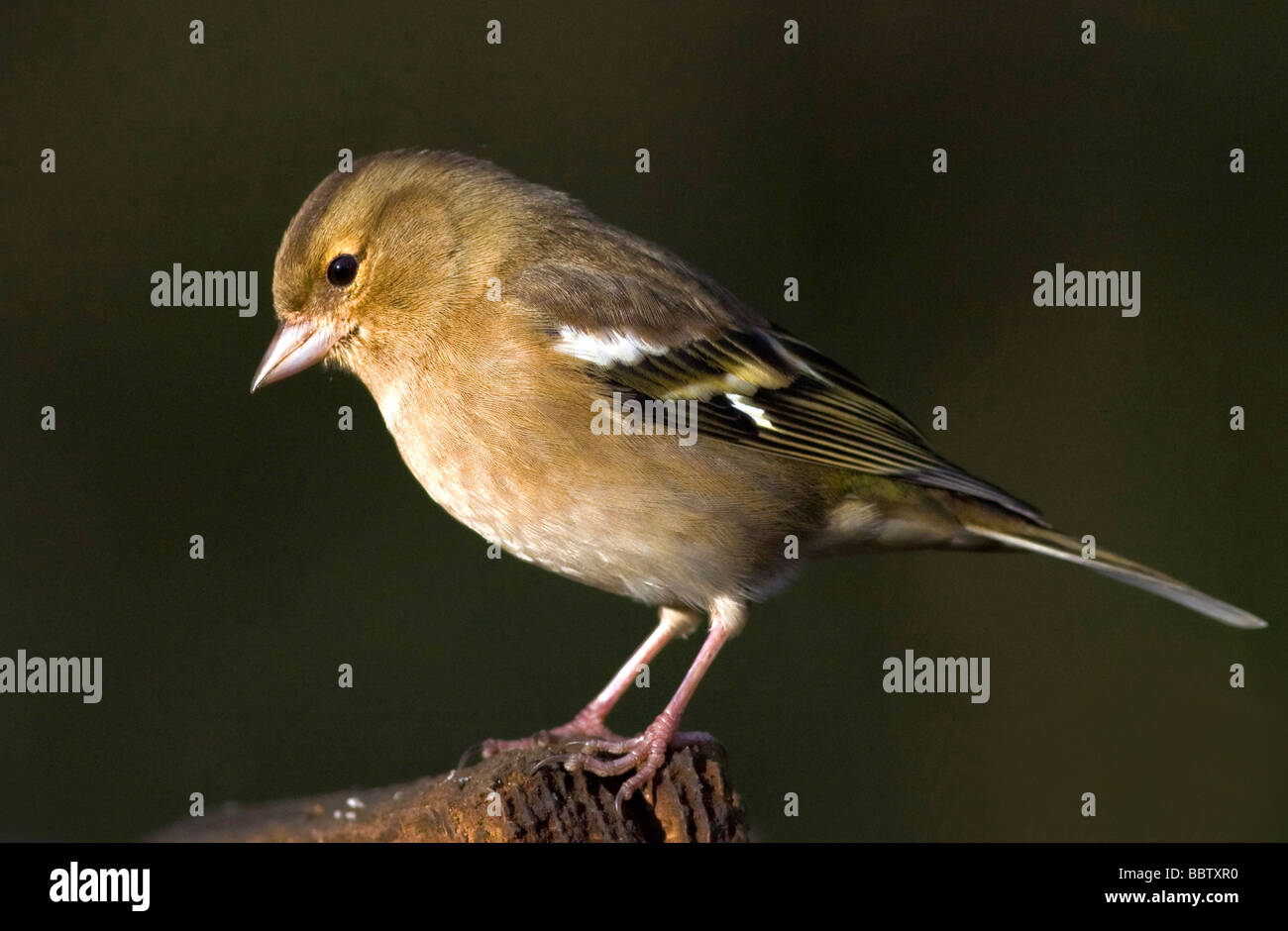 Beautiful chaffinch hi-res stock photography and images - Alamy