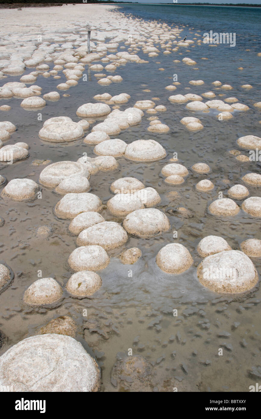 Thrombolites hi-res stock photography and images - Alamy