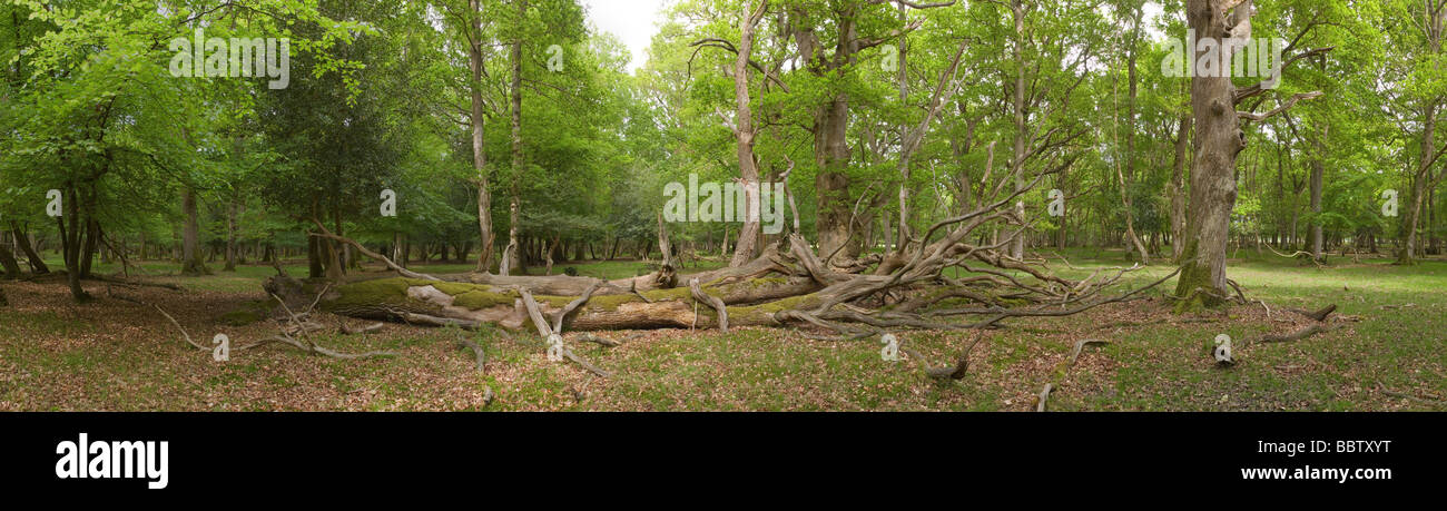 New Forest woodland panorama Stock Photo - Alamy