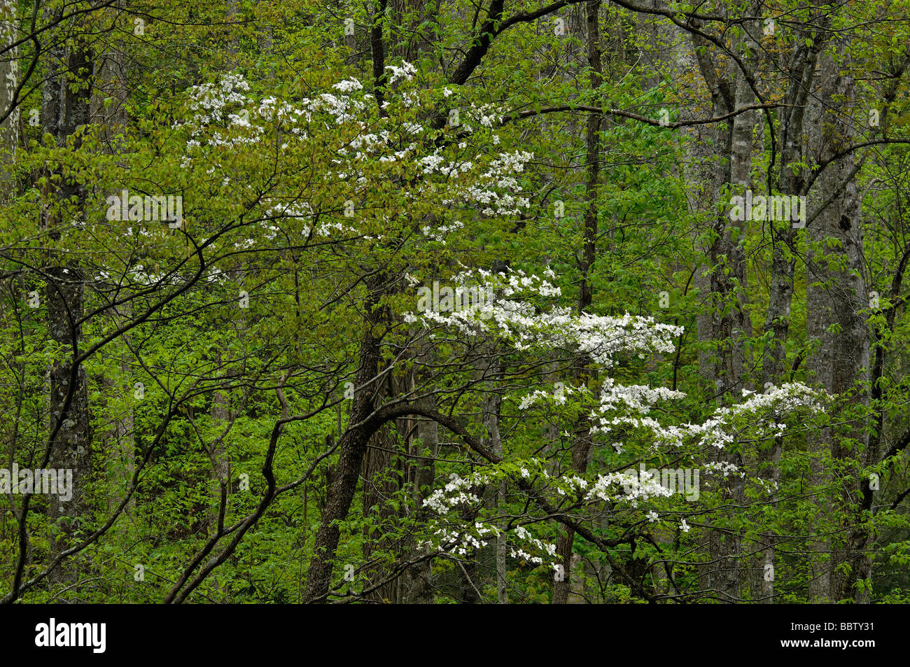 Spring Dogwood in the Great Smoky Mountains National Park Tennessee ...