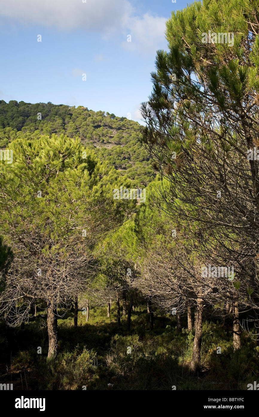 Bosque Mediterraneo Pinos Sierra Mijas Málaga Andalucía España ...