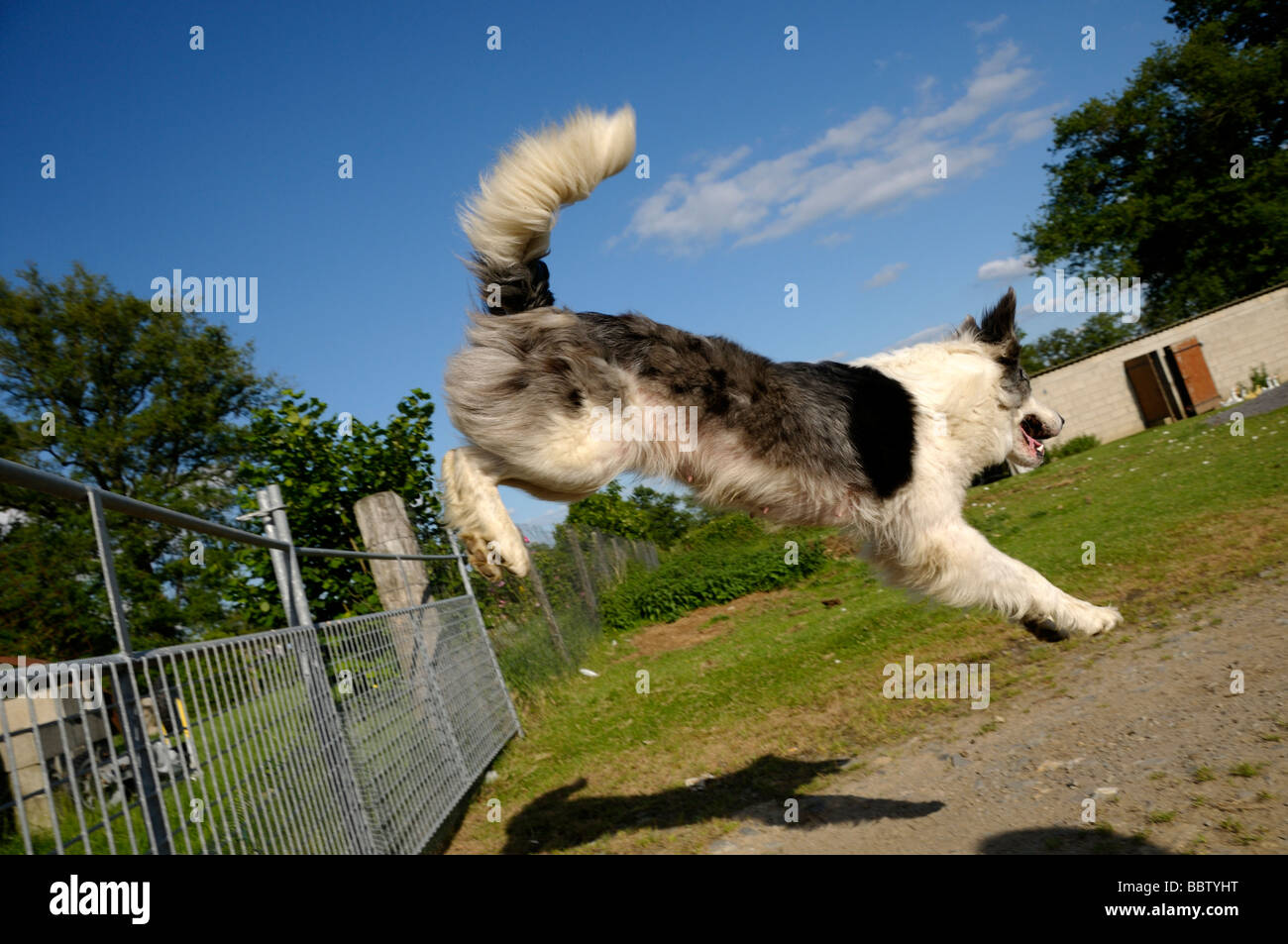 Working sheepdog hi-res stock photography and images - Alamy
