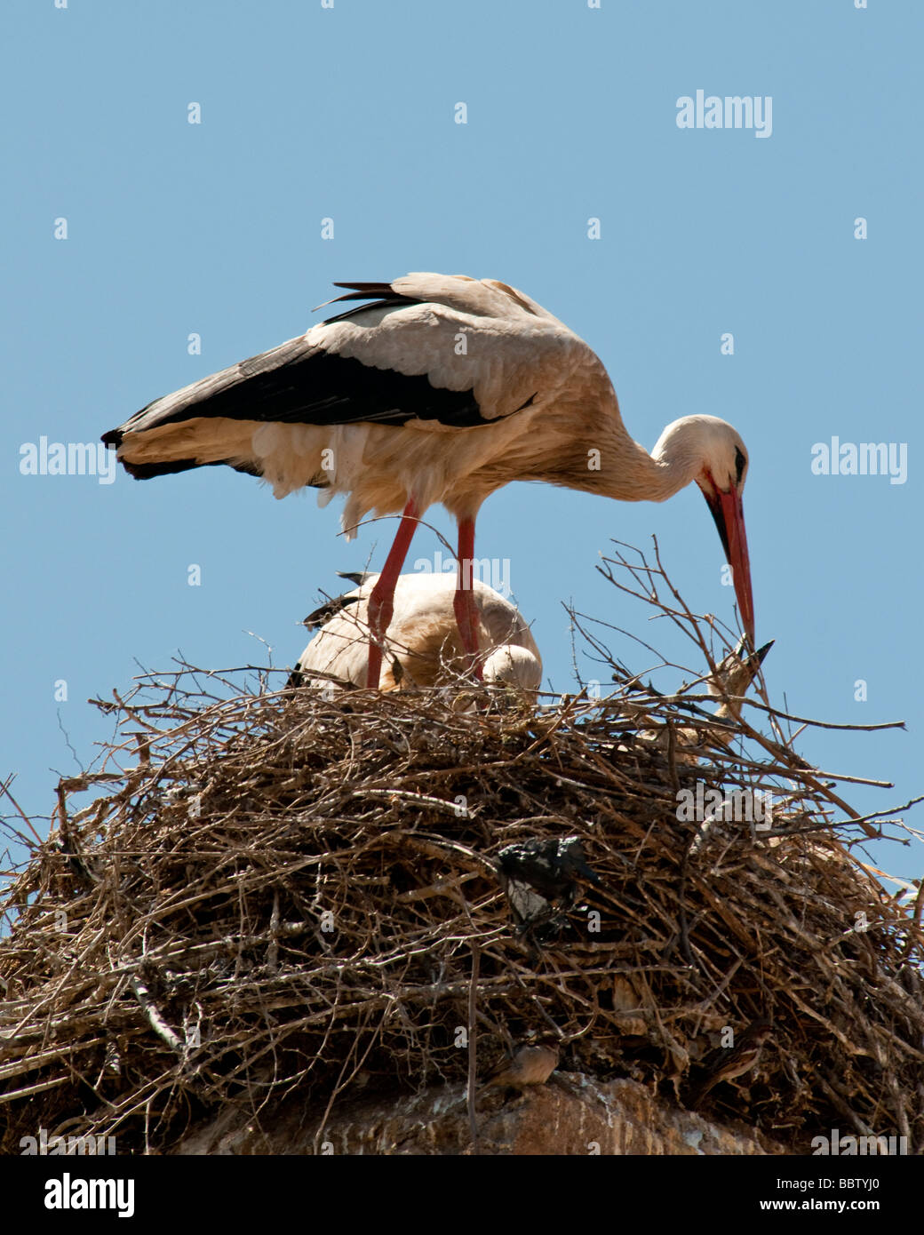 A pair of White Storks nesting on top of a building in Marrakesh ...