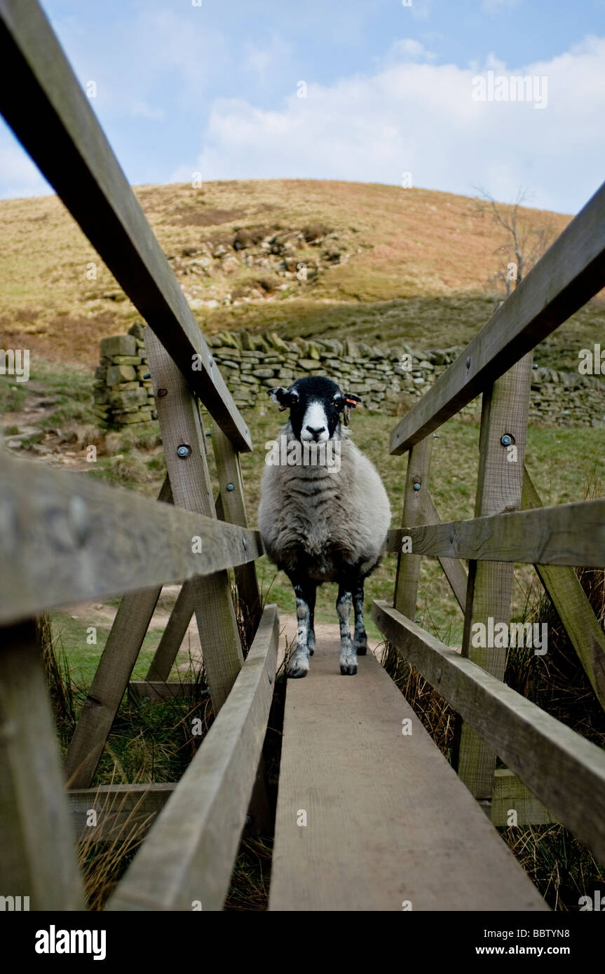 Sheep bridge hi-res stock photography and images - Alamy