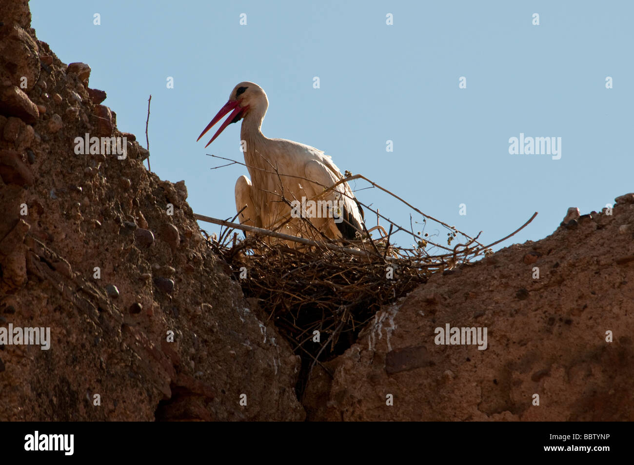 A White Stork nesting on top of a building in Marrakesh Stock Photo - Alamy