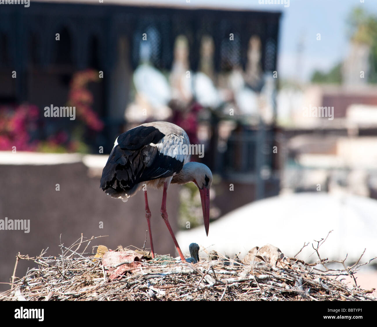 A White Stork nesting on top of a building in Marrakesh feeding it's ...