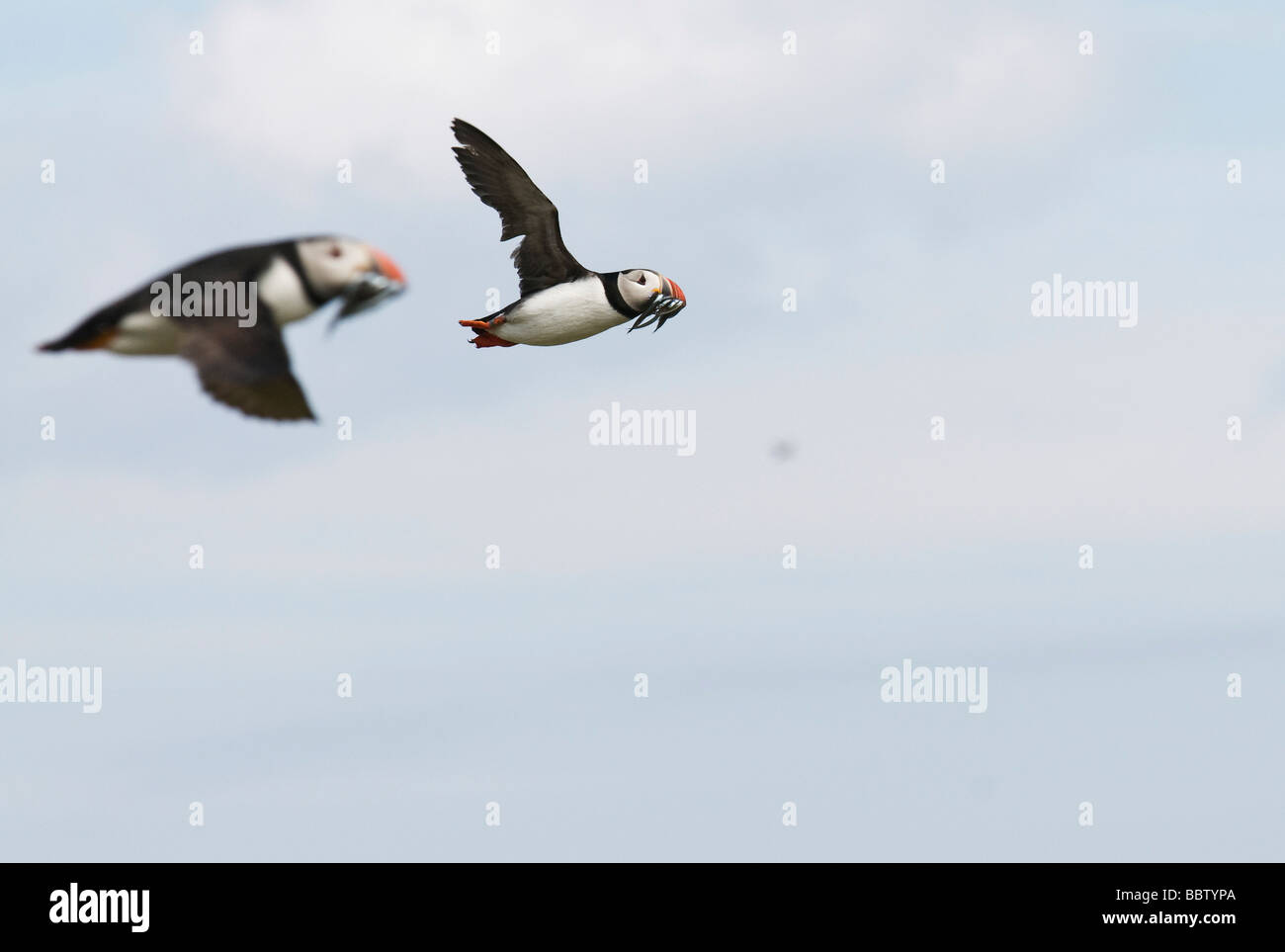 colourful puffin flying back from the sea to feed chicks with beak full ...