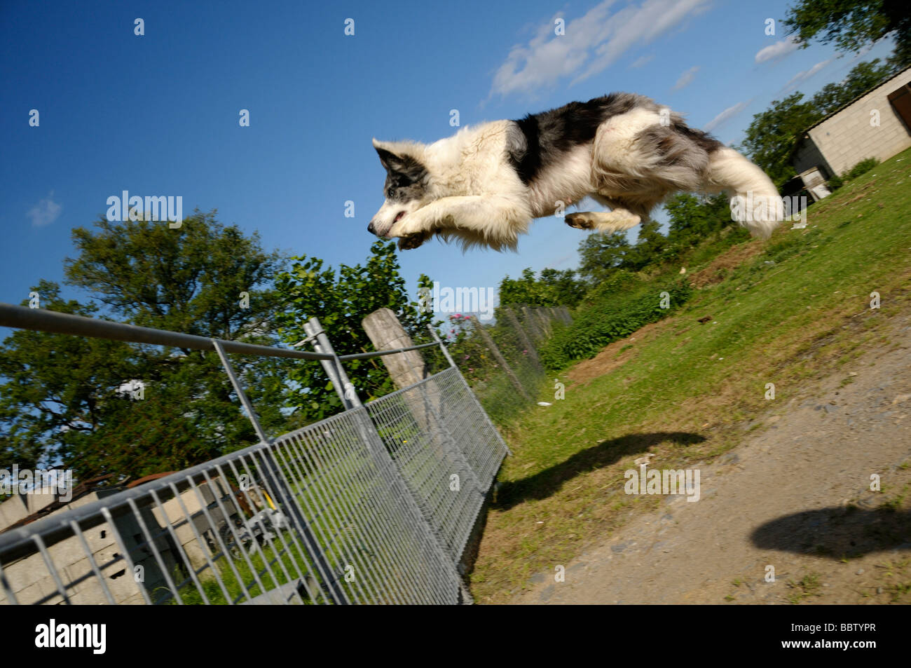 Photo of a working sheepdog jumping over a fence Stock Photo - Alamy