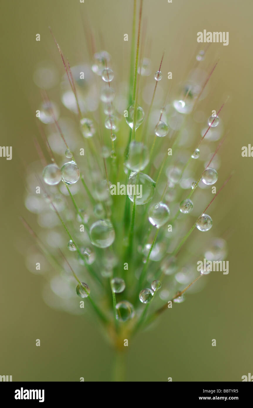 Spherical water droplet hi-res stock photography and images - Alamy