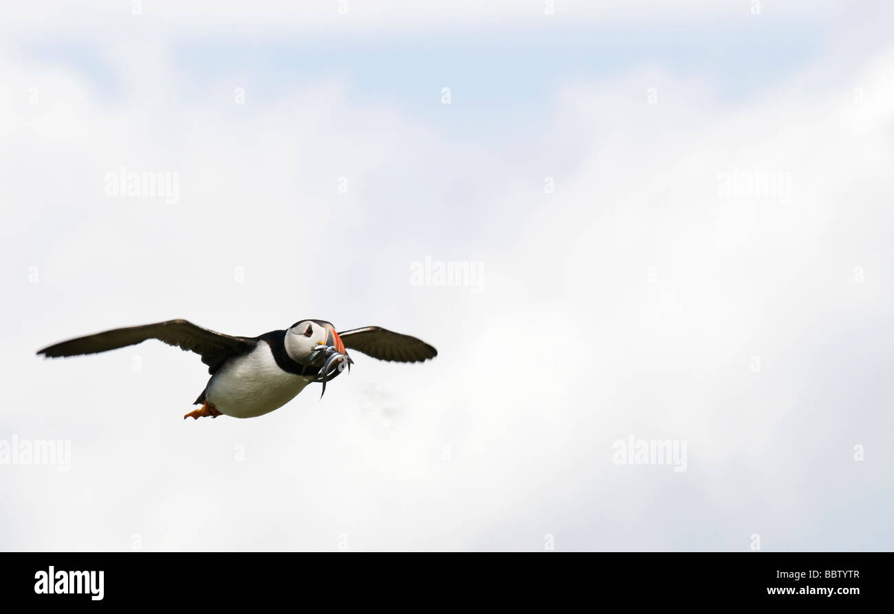colourful puffin flying back from the sea to feed chicks with beak full ...
